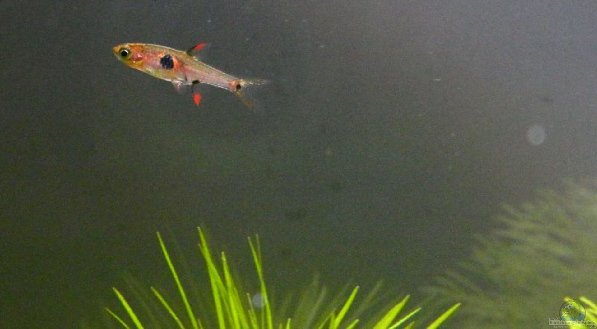 Boraras micros - Microrasbora: Alle wichtigen Infos