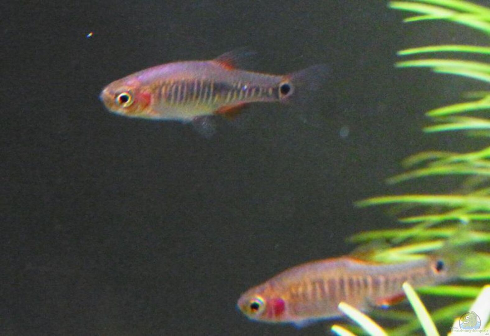 Boraras micros - Microrasbora: Alle wichtigen Infos