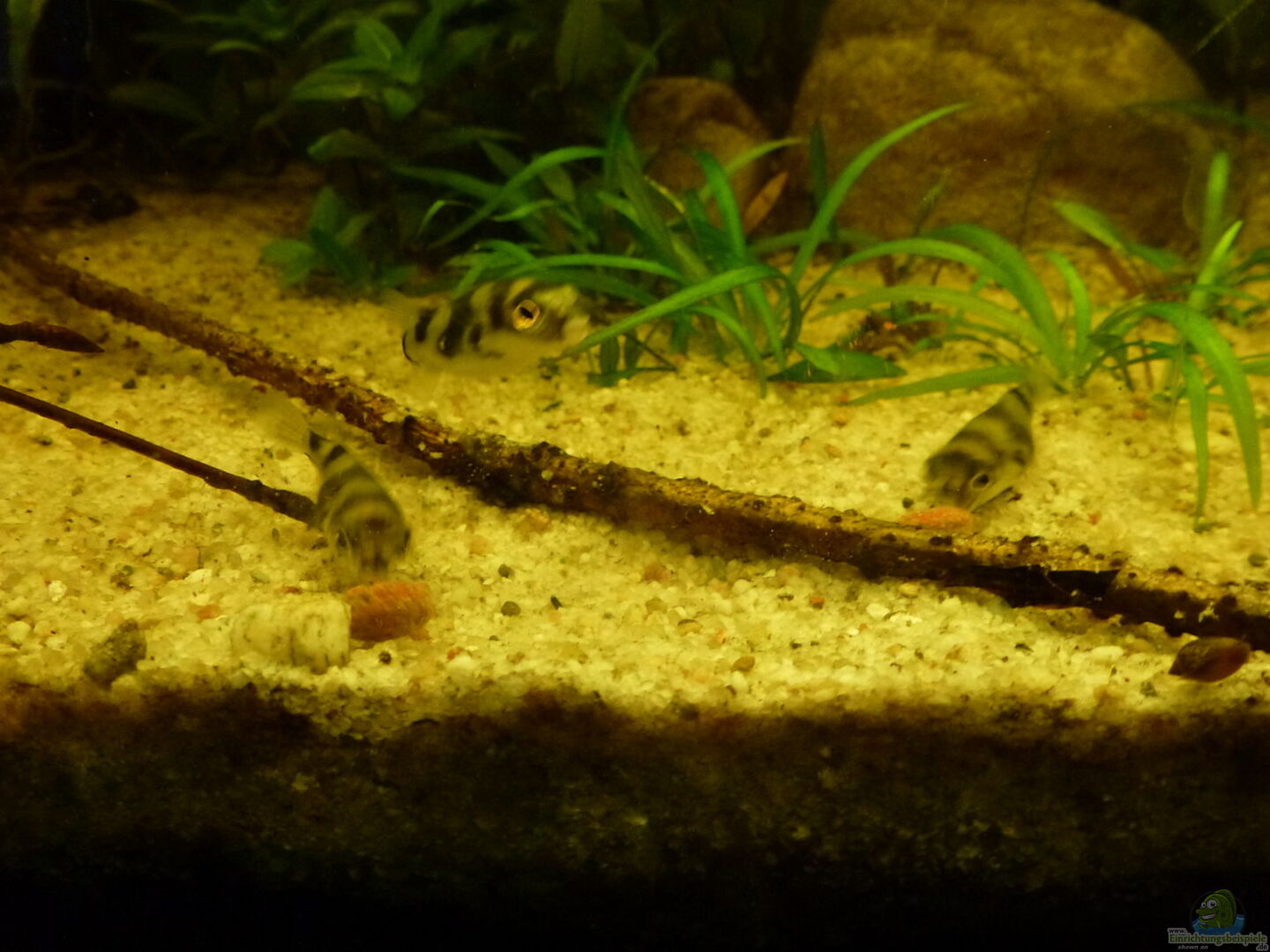 Colomesus asellus - Assel-Kugelfisch: Alle Infos