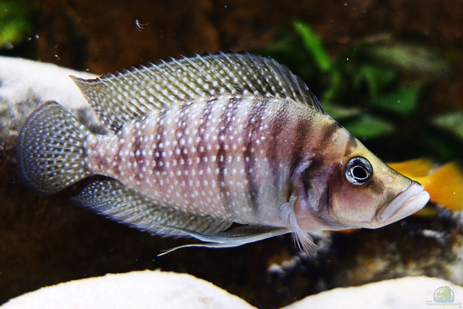 Altolamprologus calvus - Perlhuhncichlide: Alle Infos