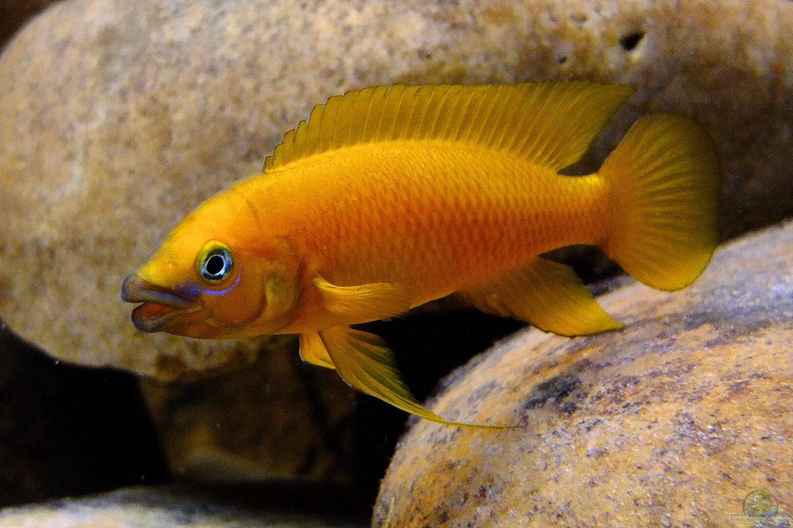 Neolamprologus leleupi - Tanganjika-Goldcichlide
