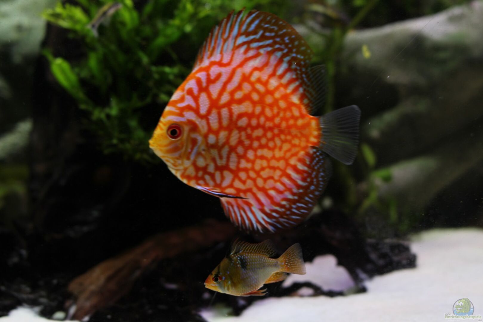 Buntbarsche - Cichliden: Alle wichtigen Infos