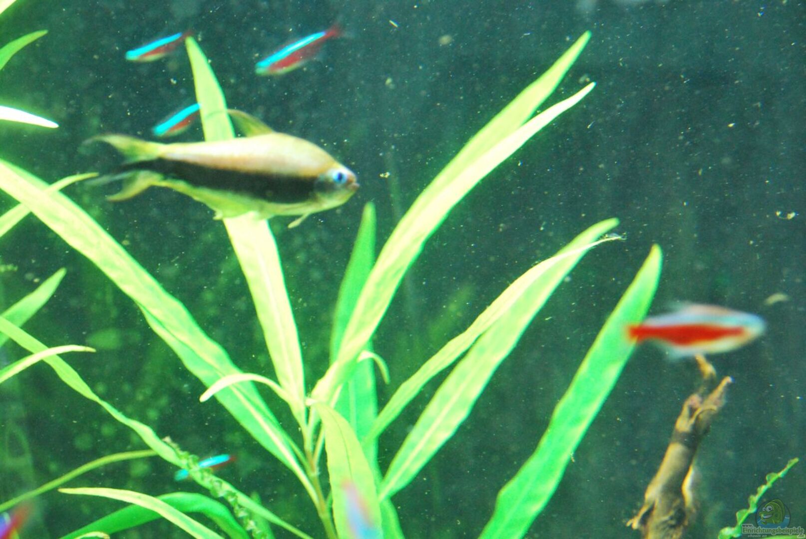 Nematobrycon palmeri - Kaisersalmler: Alle Infos