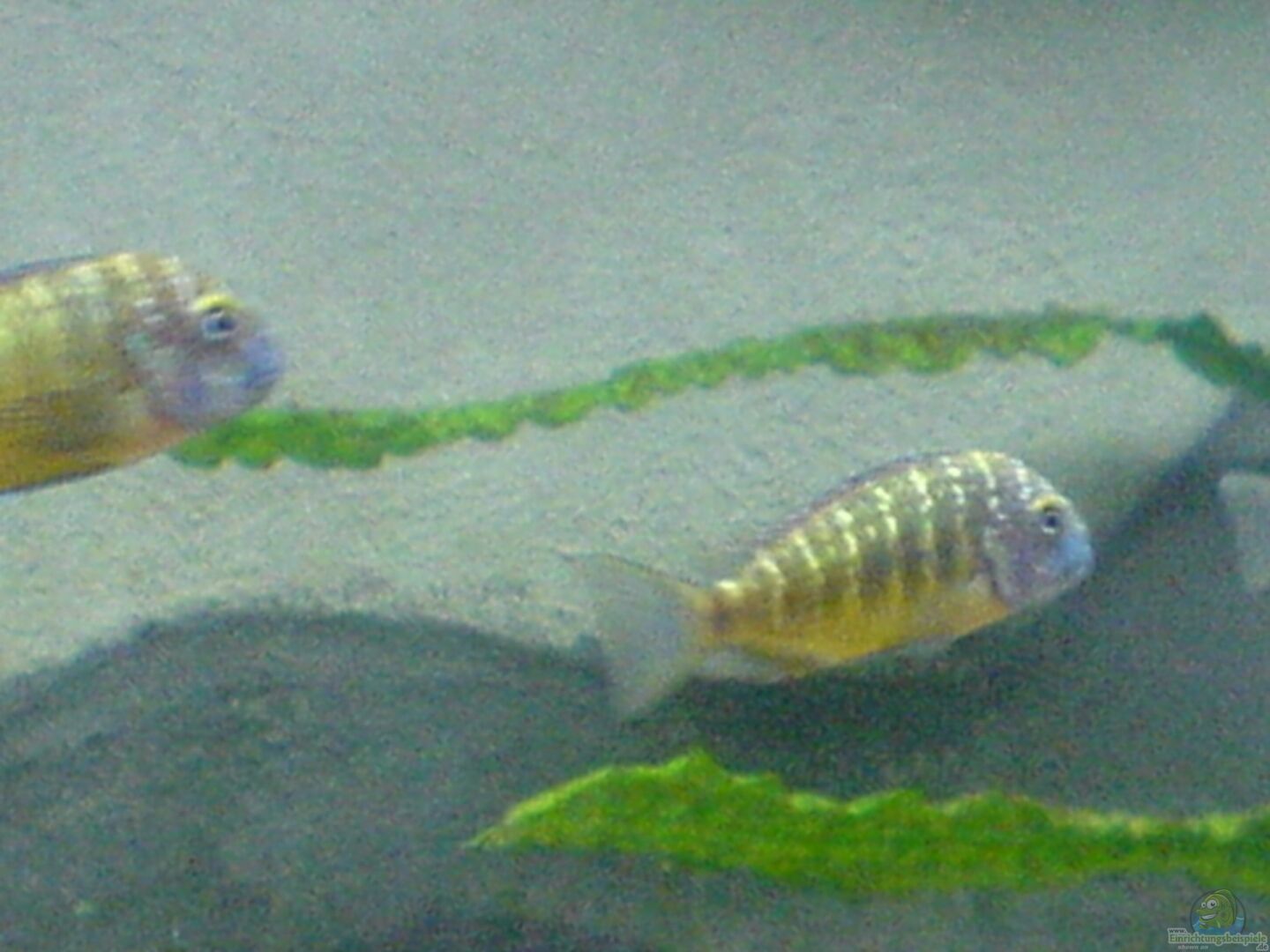 Tropheus moorii ´Mpulungu´: Alle wichtigen Infos