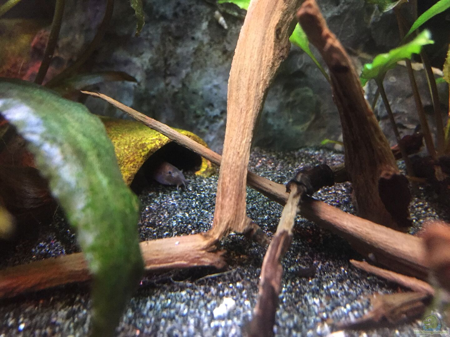 Pangio pangia - Schwarzes Dornauge: Alle Infos