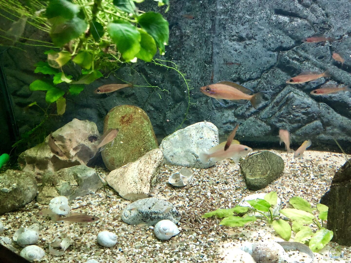 Neolamprologus caudopunctatus: Alle wichtigen Infos