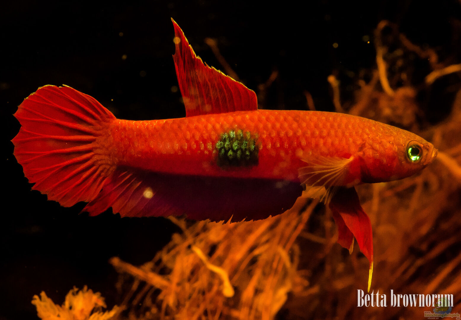 Betta brownorum - Browns Kampffisch: Alle Infos