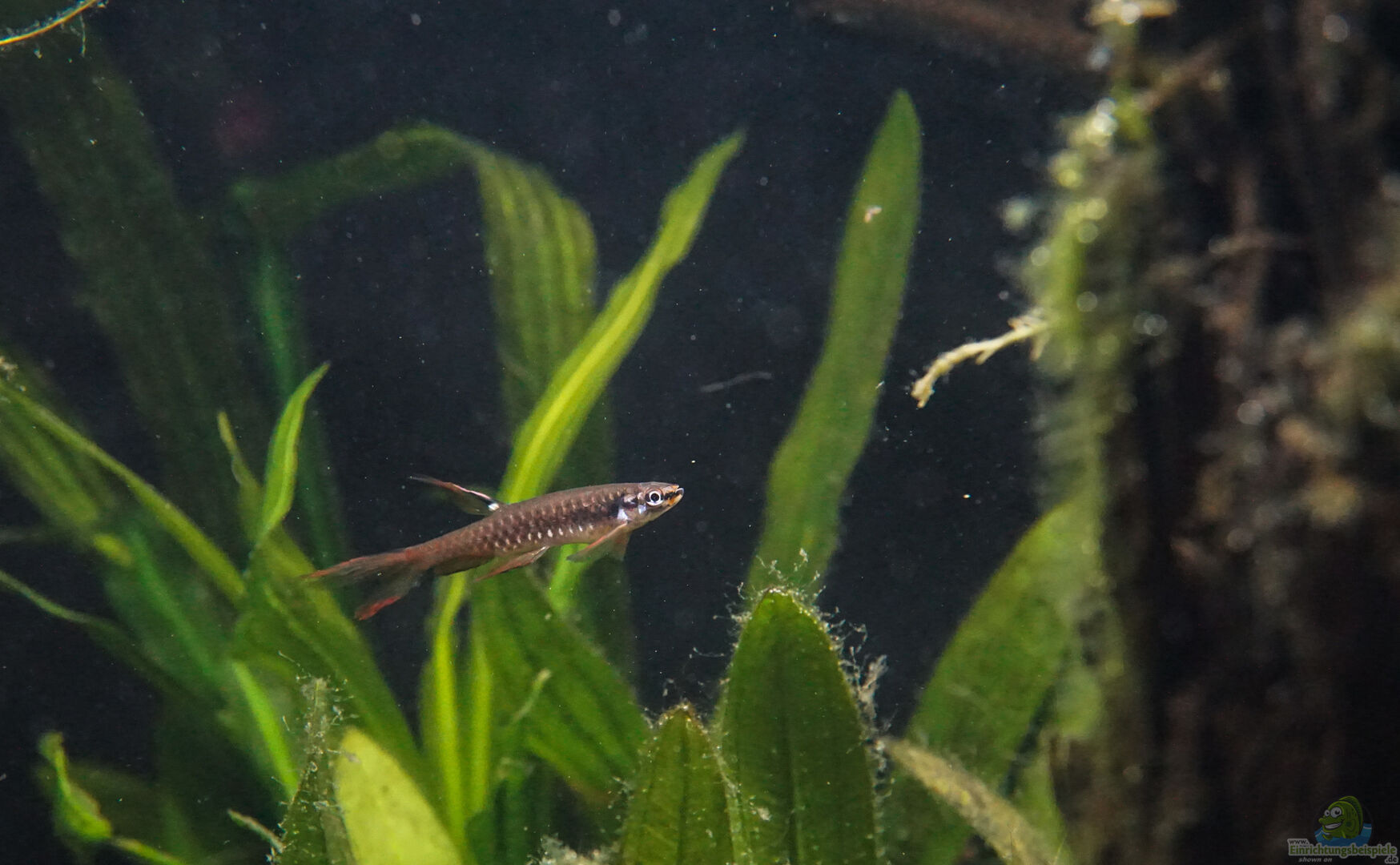 Copella arnoldi - Spritzsalmler: Alle wichtigen Infos
