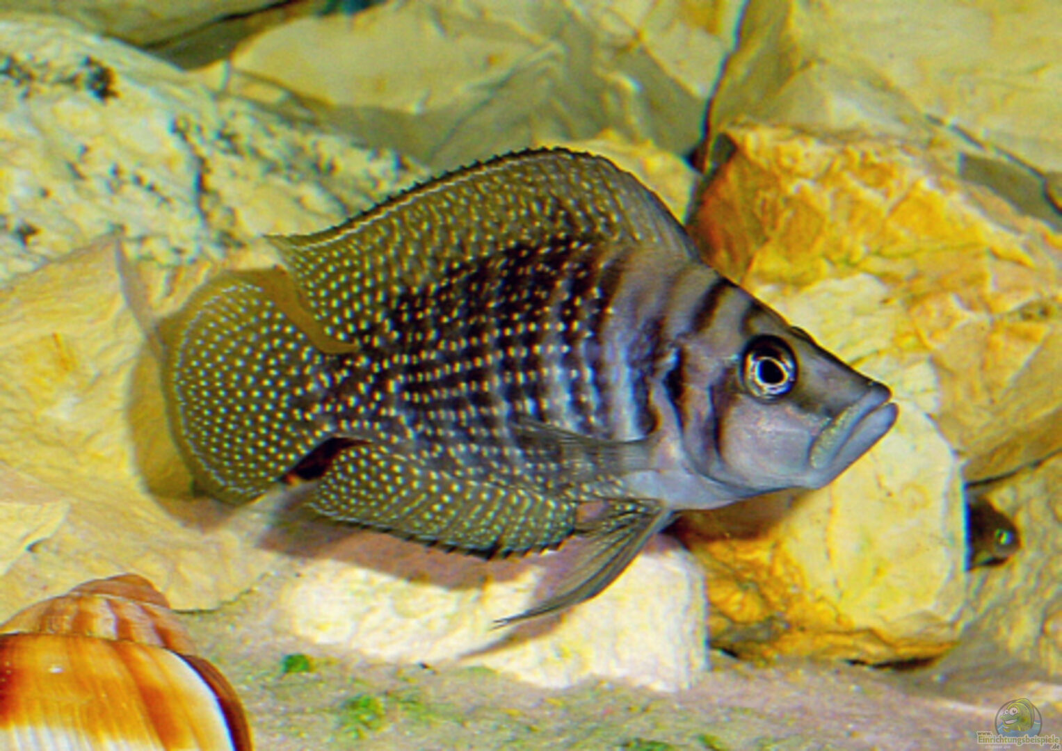 Altolamprologus calvus - Perlhuhncichlide: Alle Infos