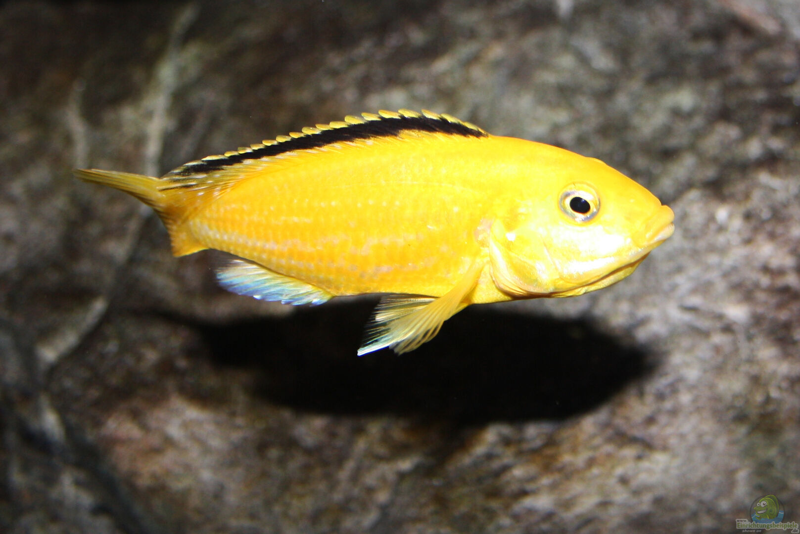 Labidochromis: Alle wichtigen Infos