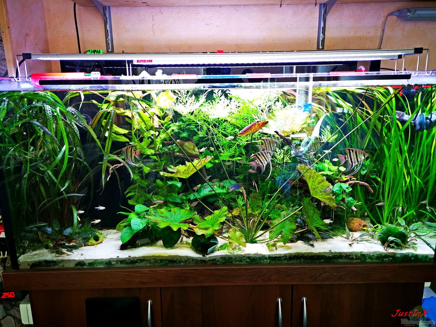 390l für Skalare und Brombeersalmler (38894)