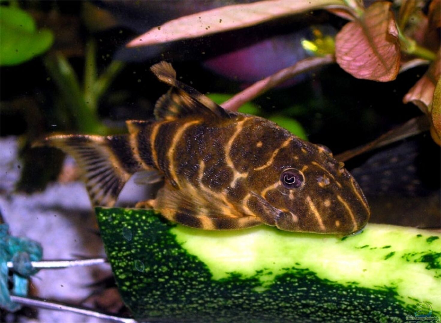 Panaqolus maccus - Venezolanischer Clown-Pleco