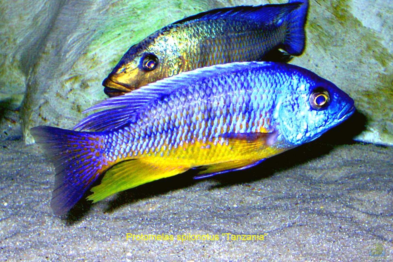 Protomelas-Arten: Alle wichtigen Infos