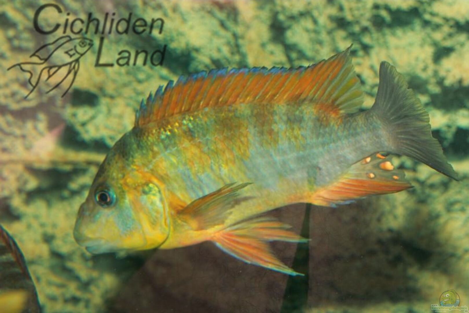Petrochromis sp. red rainbow: Alle wichtigen Infos