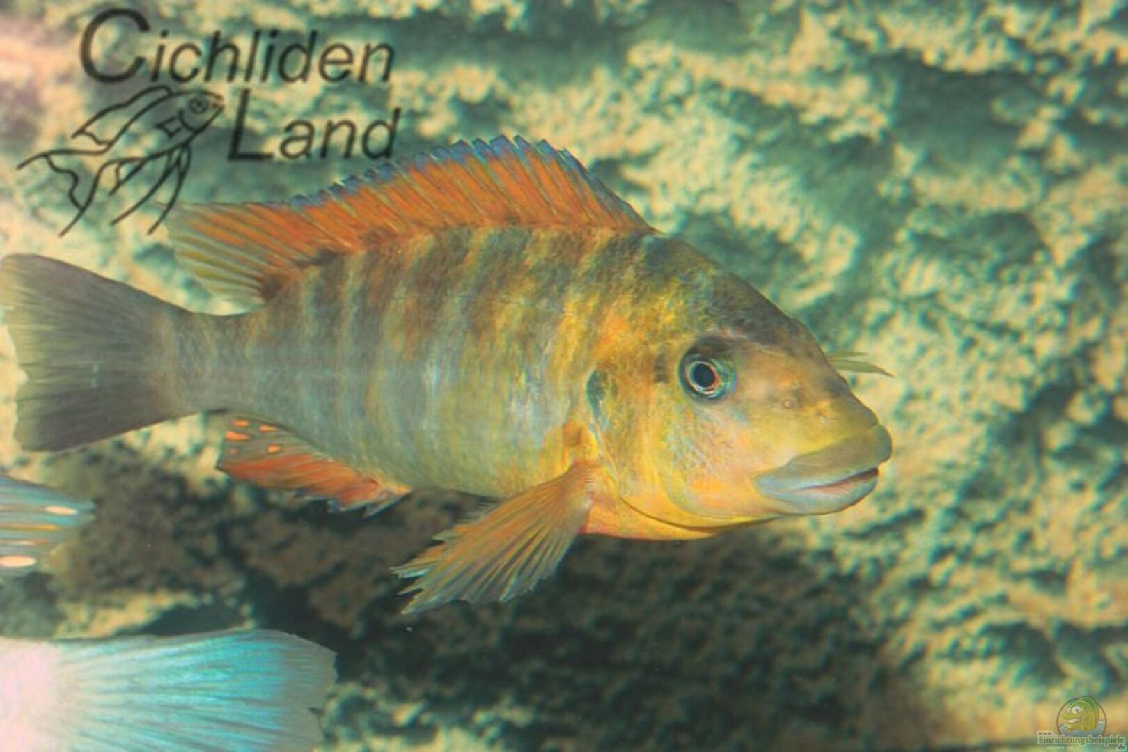 Petrochromis sp. red rainbow: Alle wichtigen Infos
