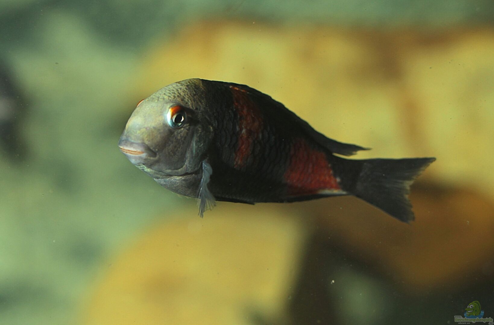 Tropheus moorii ´Bulu Point´: Alle wichtigen Infos