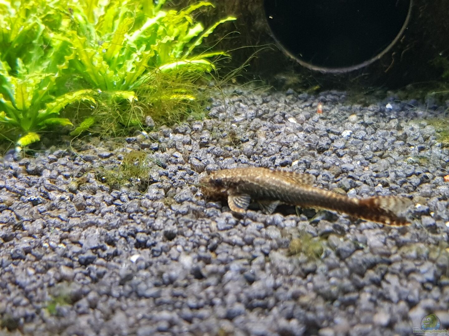 Macrotocinclus affinis : Alle wichtigen Infos