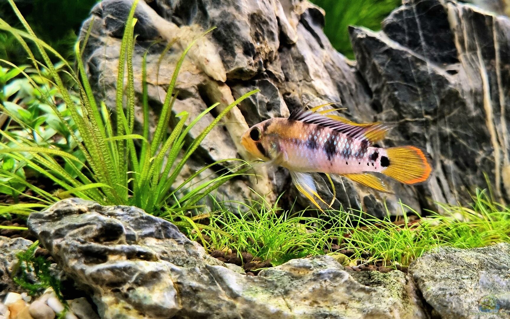 Apistogramma baenschi - Inka Zwergbuntbarsch
