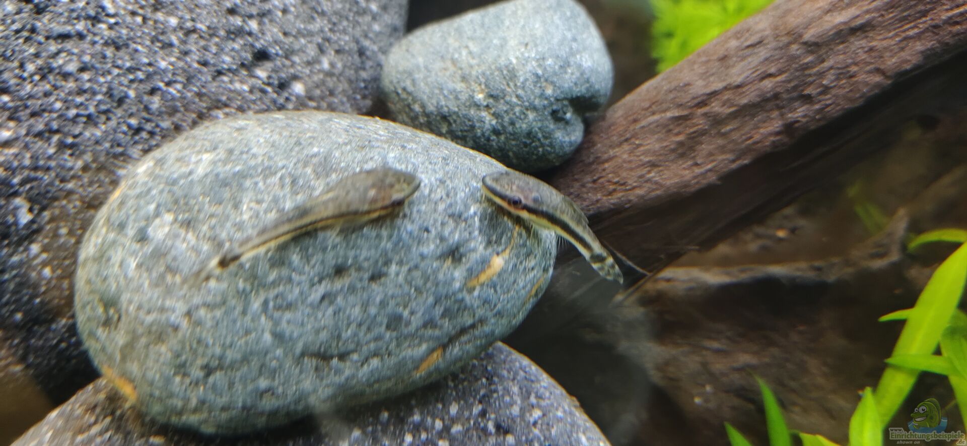 Macrotocinclus affinis : Alle wichtigen Infos