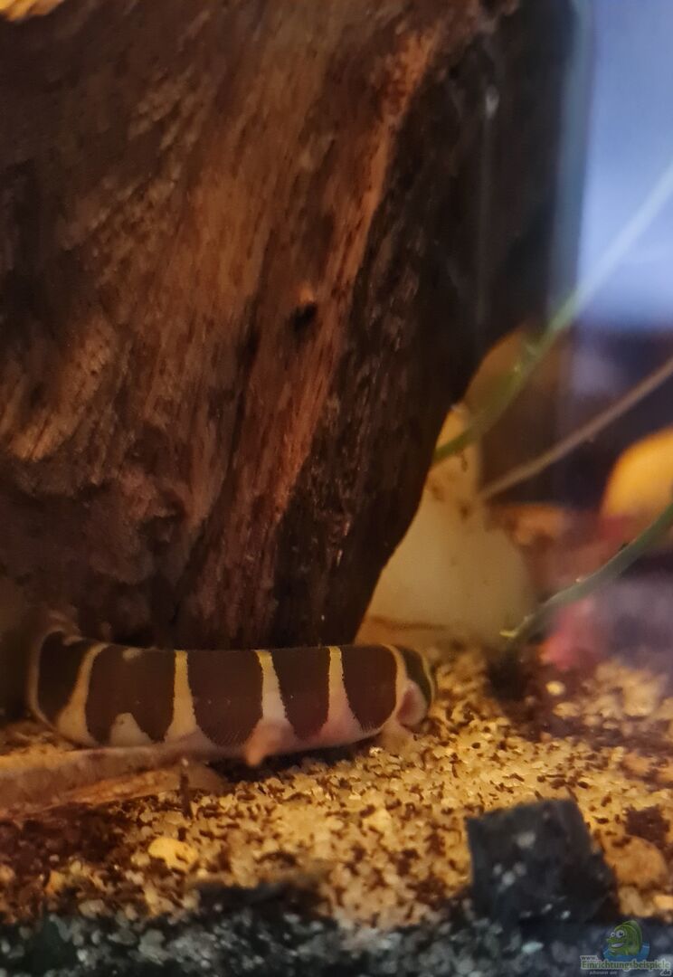 Pangio semicincta - Halbgebändertes Dornauge