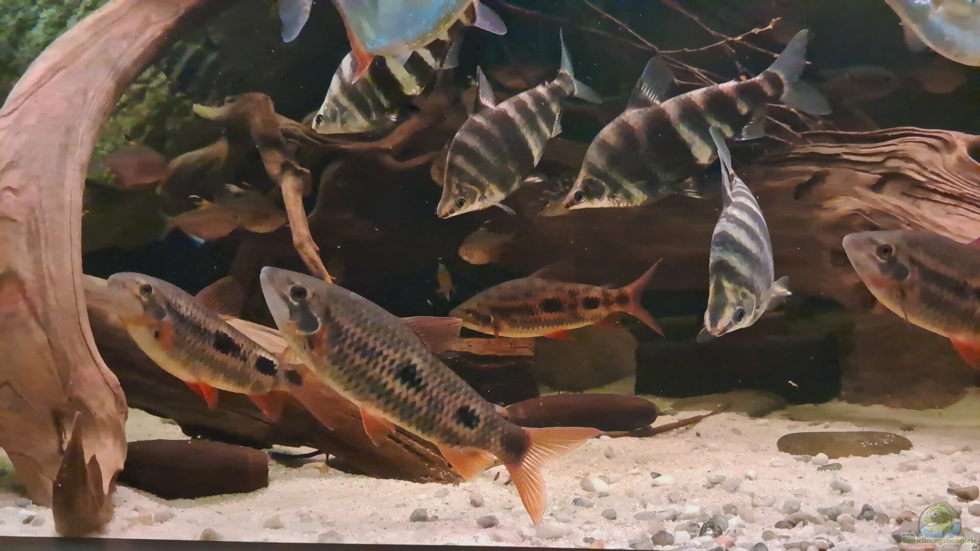 Aquarium von Agua viva (44224): Amazonas - Wasserwelt