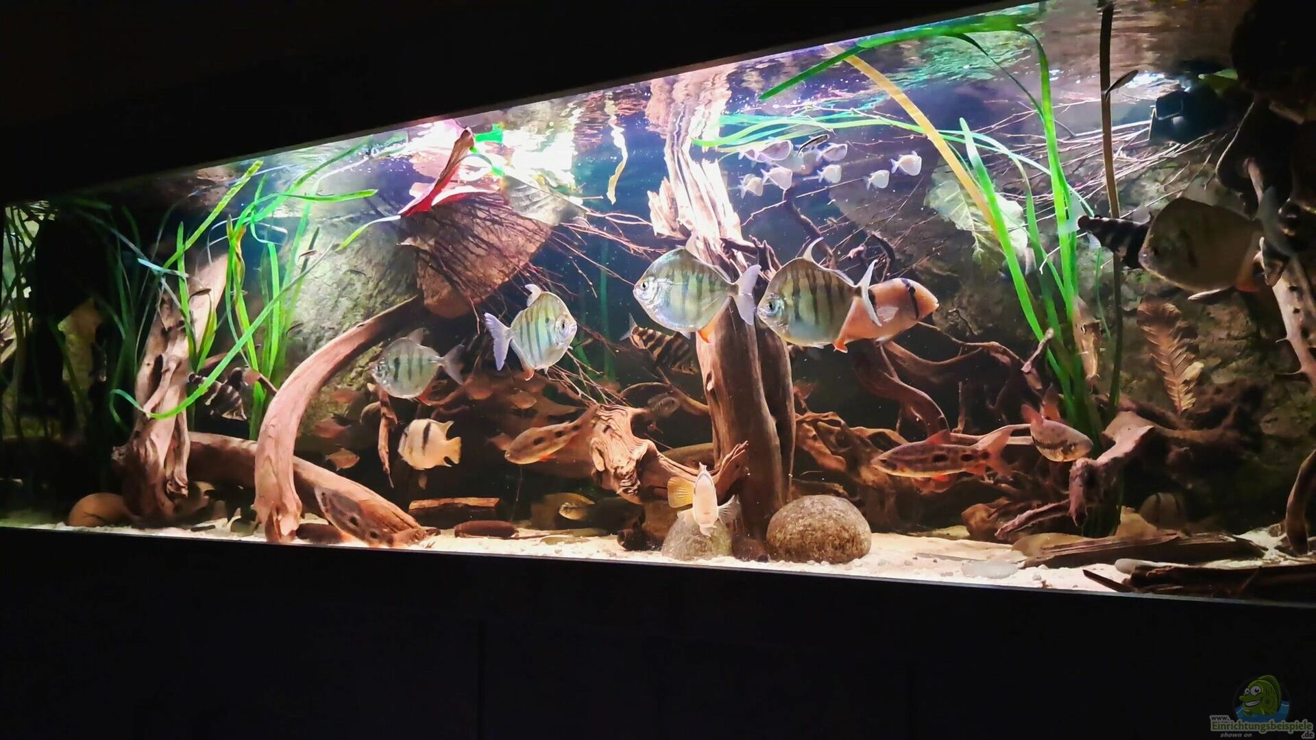 Aquarium von Agua viva (44224): Amazonas - Wasserwelt