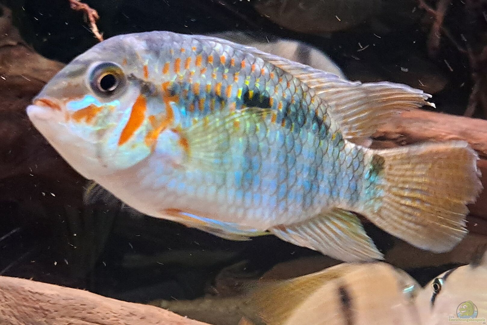 Krobia xinguensis - Rotwangenkrobia: Alle Infos