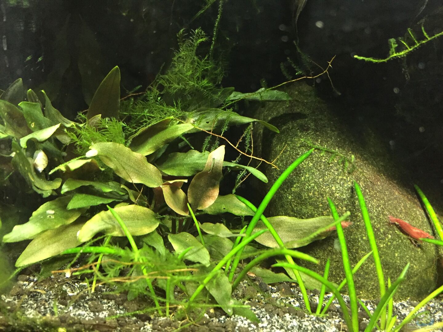 Aquarium von Danny (4994): Red Fire Refugium