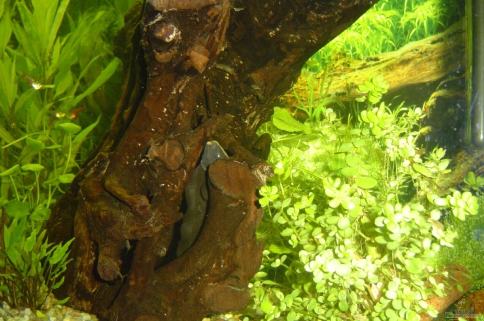 Apteronotus albifrons - Weißstirn-Messerfisch