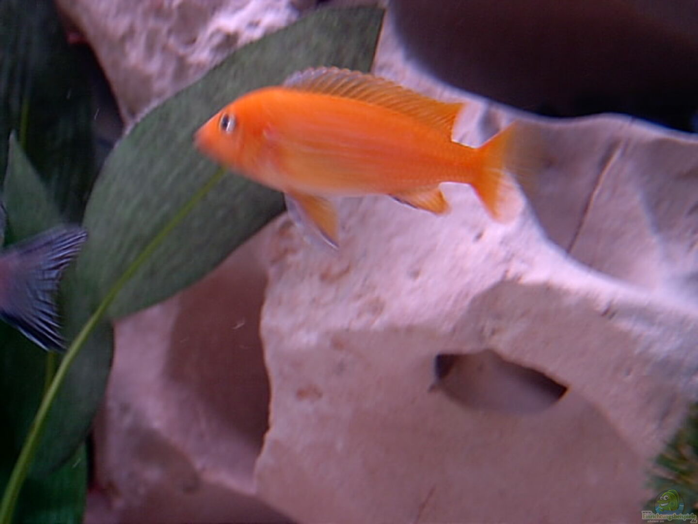 Metriaclima sp. ´msobo´: Alle wichtigen Infos