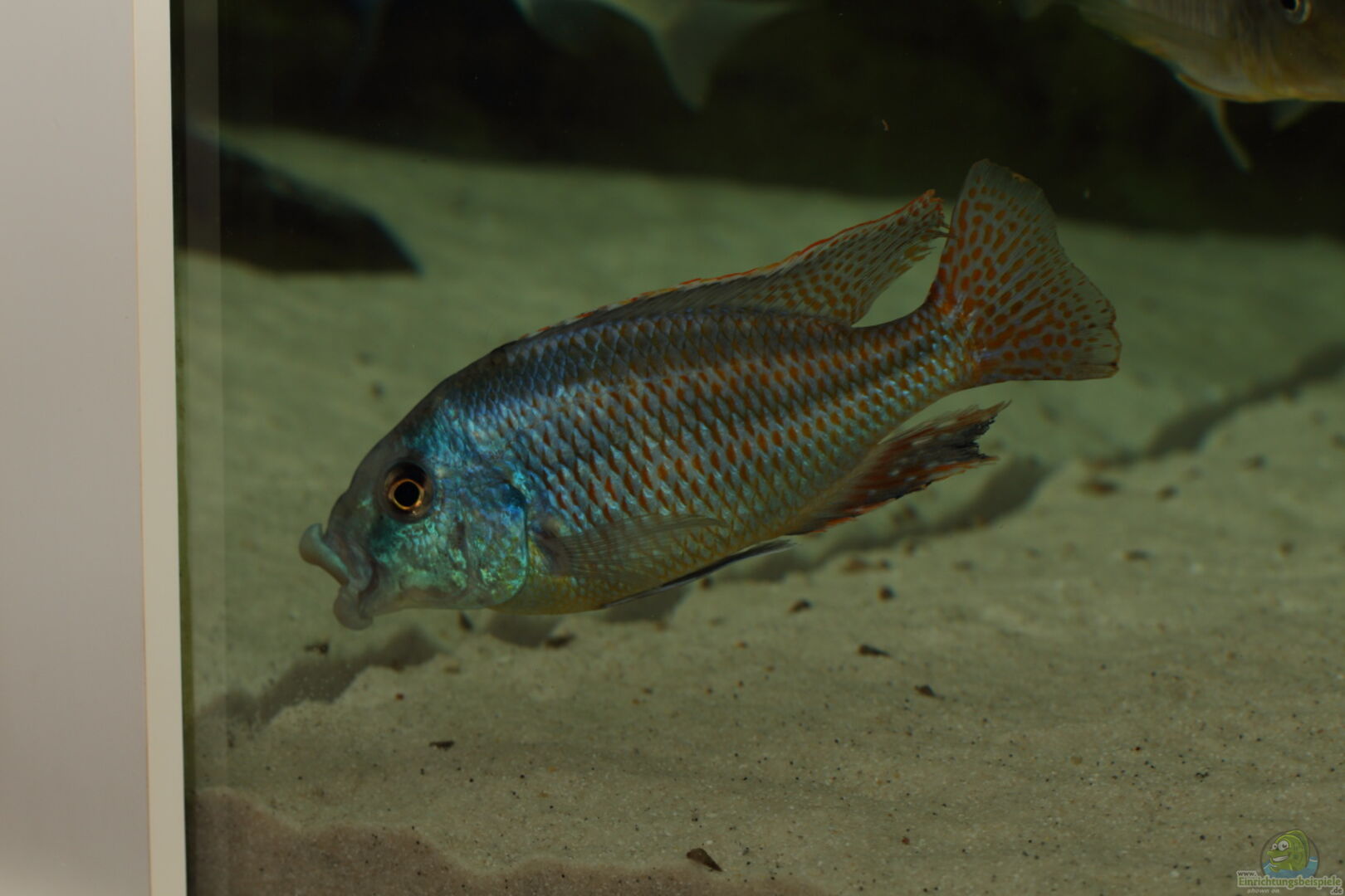 Chilotilapia euchilus - Cheilochromis euchilus