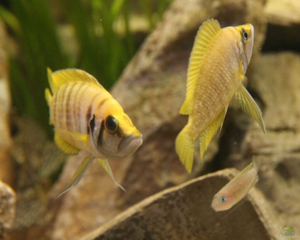 Ejemplo n 7495 desde categoría lago tanganyika