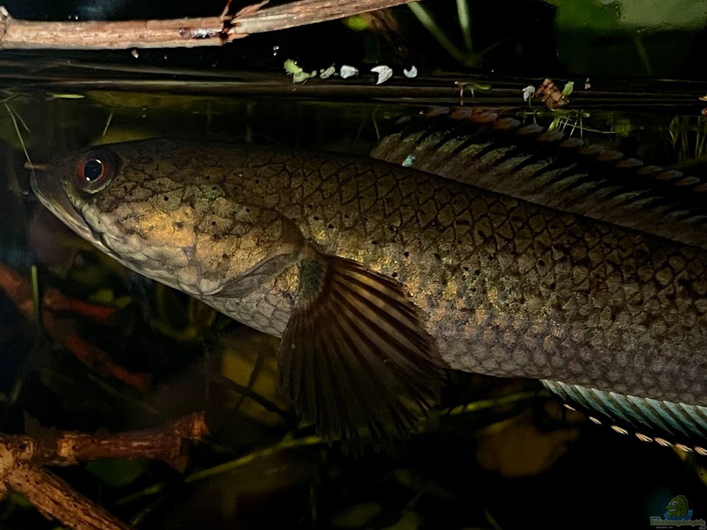 Aquarium von Jaenu00 (76101): Channa sp. Laos Fireback