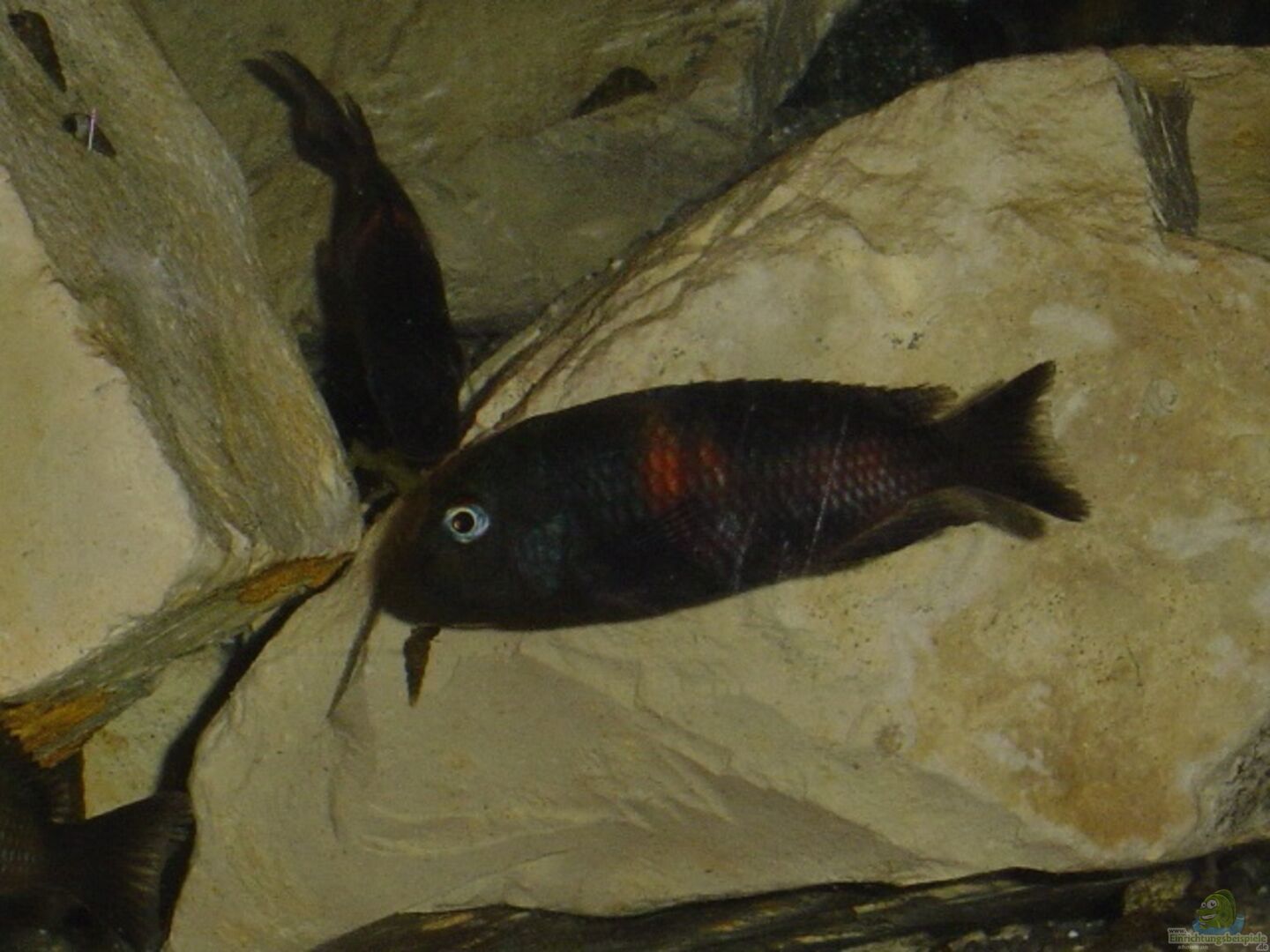 Tropheus moorii ´Bulu Point´: Alle wichtigen Infos