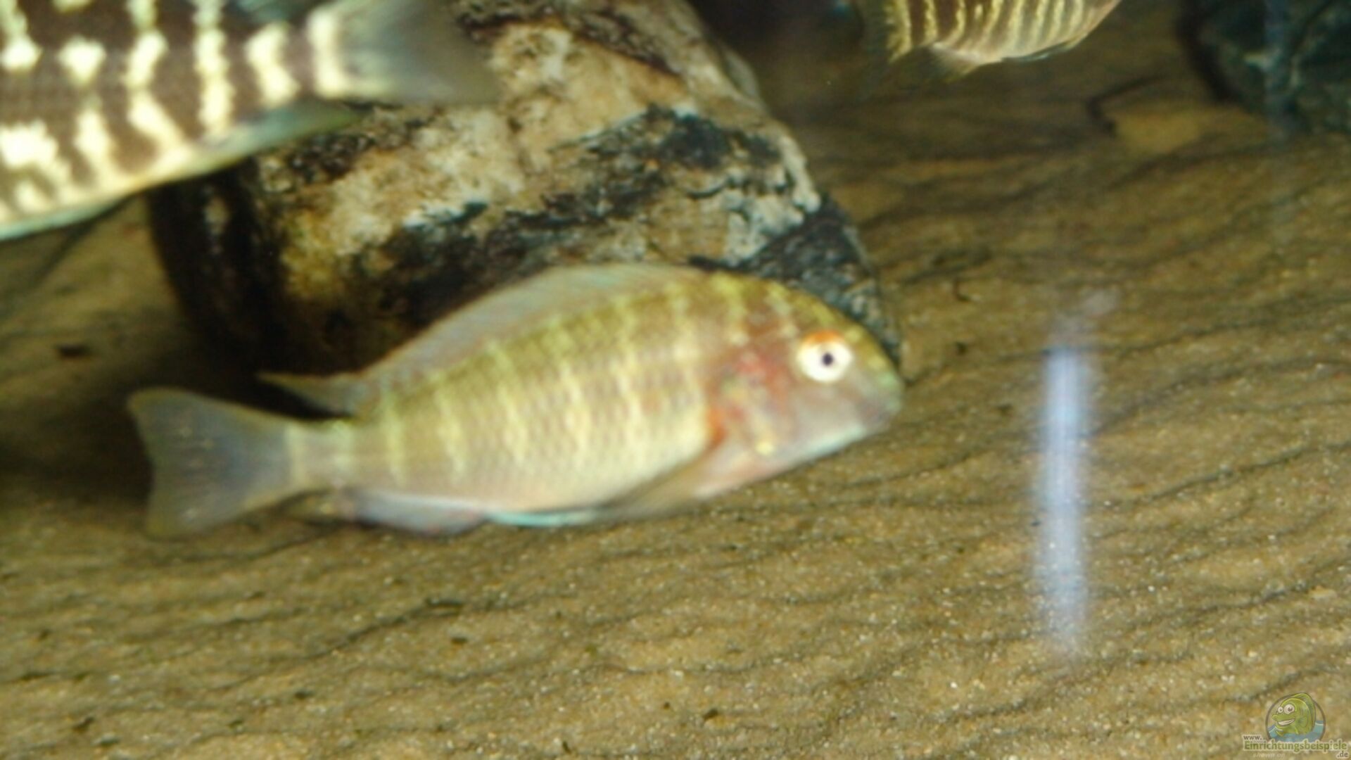 Tropheus ´Red Rainbow´ - Tropheus moorii ´Red Rainbow´