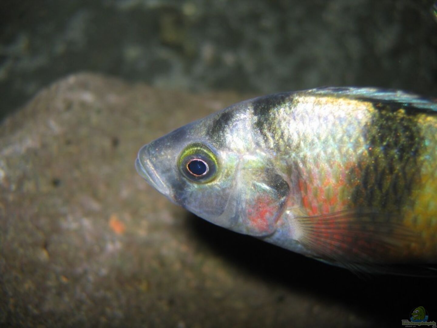 Haplochromis sp. Zebra-obliquidens: Alle Infos