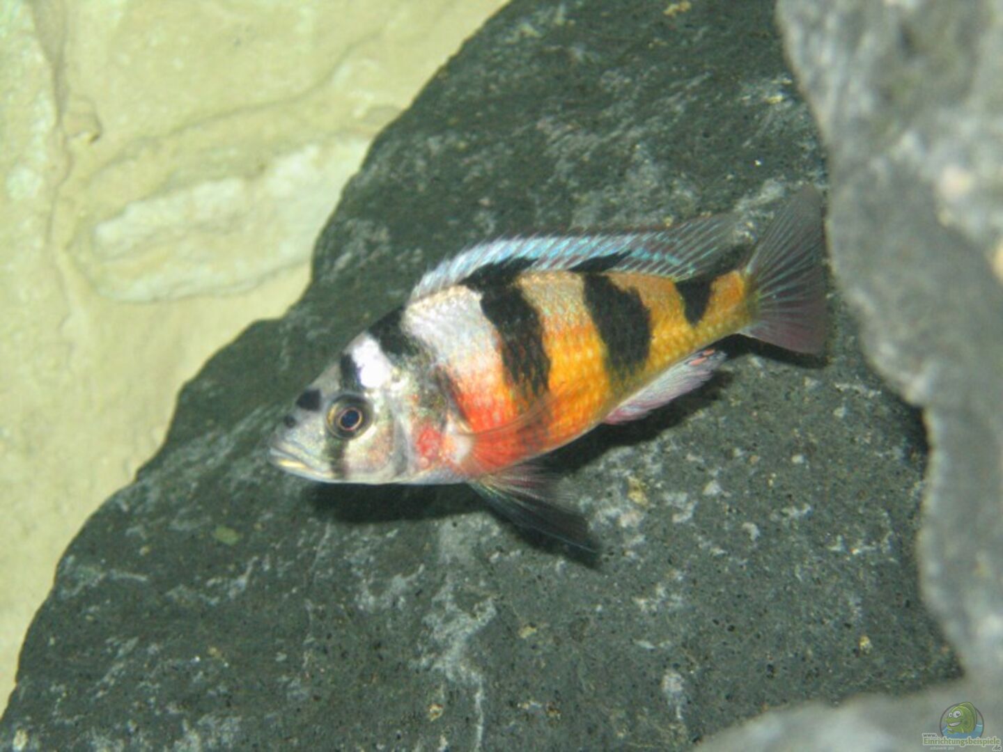 Haplochromis sp. Zebra-obliquidens: Alle Infos