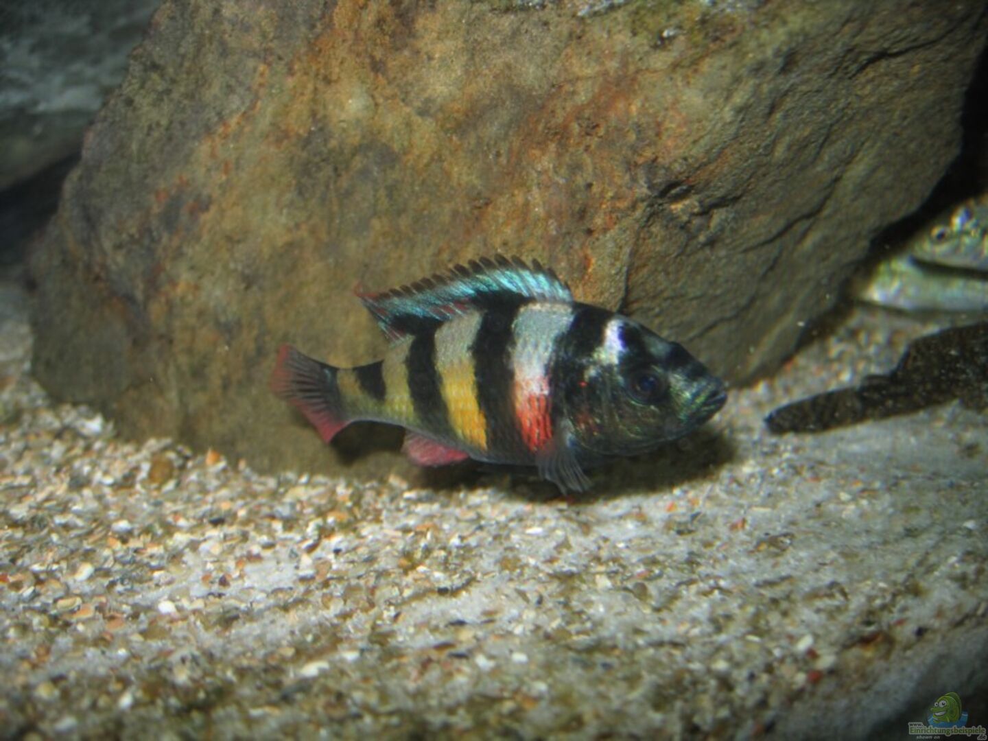 Haplochromis sp. Zebra-obliquidens: Alle Infos