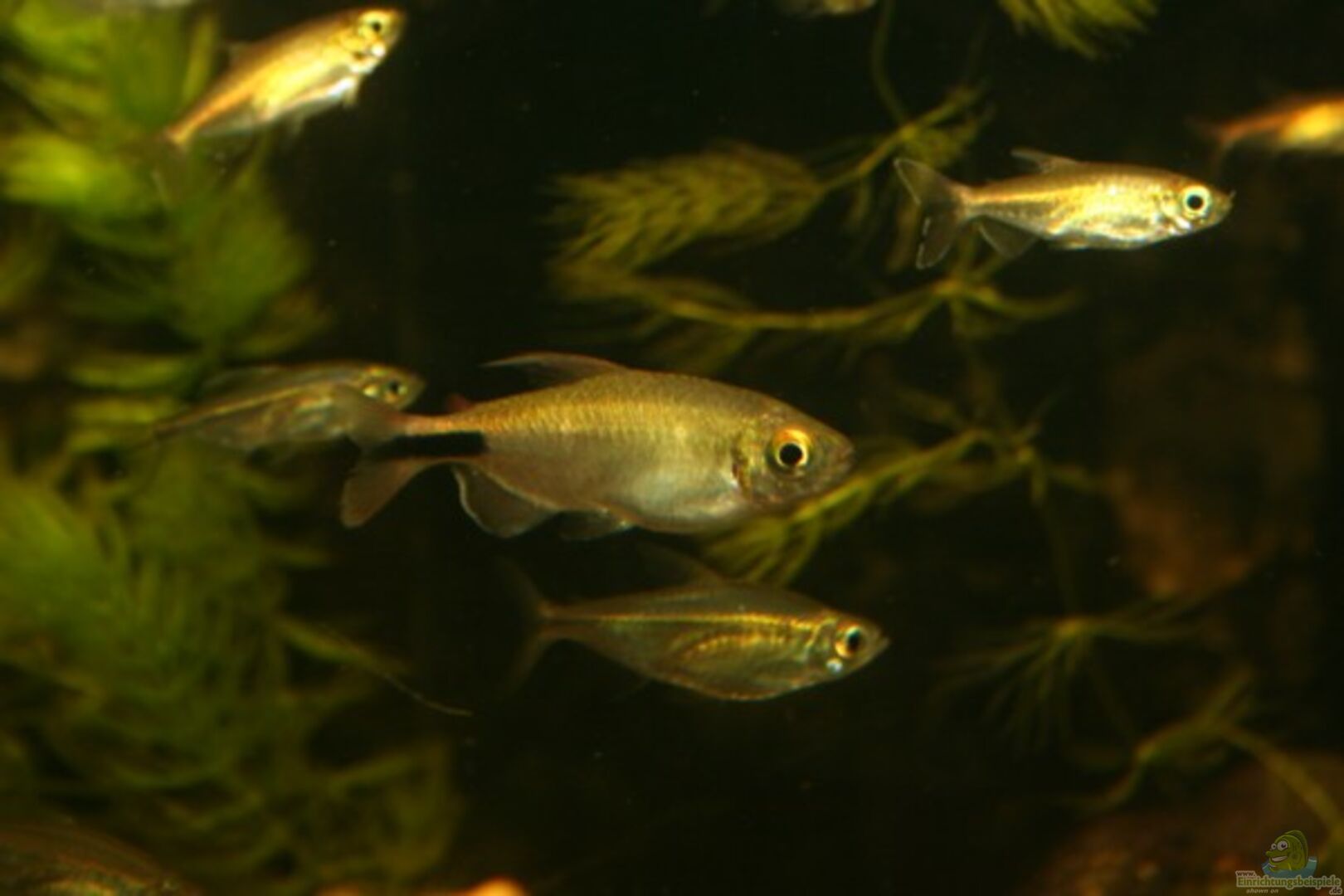 Brycinus longipinnis - Langflossensalmler: Alle Infos