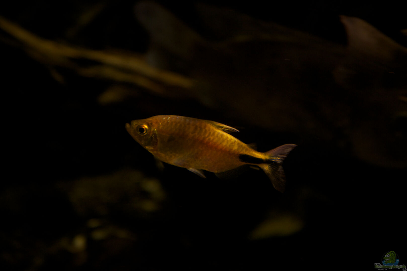 Brycinus longipinnis - Langflossensalmler: Alle Infos