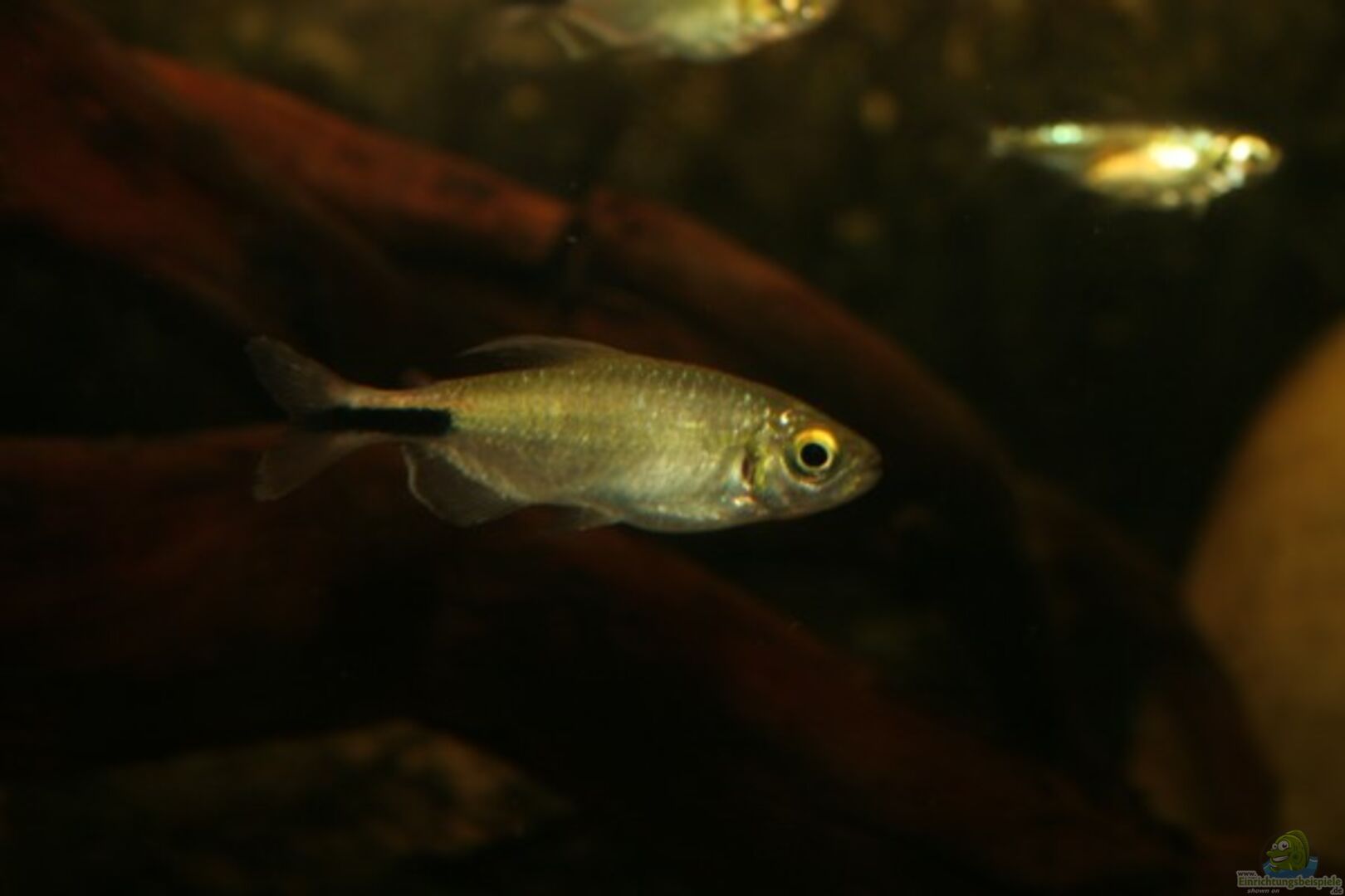 Brycinus longipinnis - Langflossensalmler: Alle Infos
