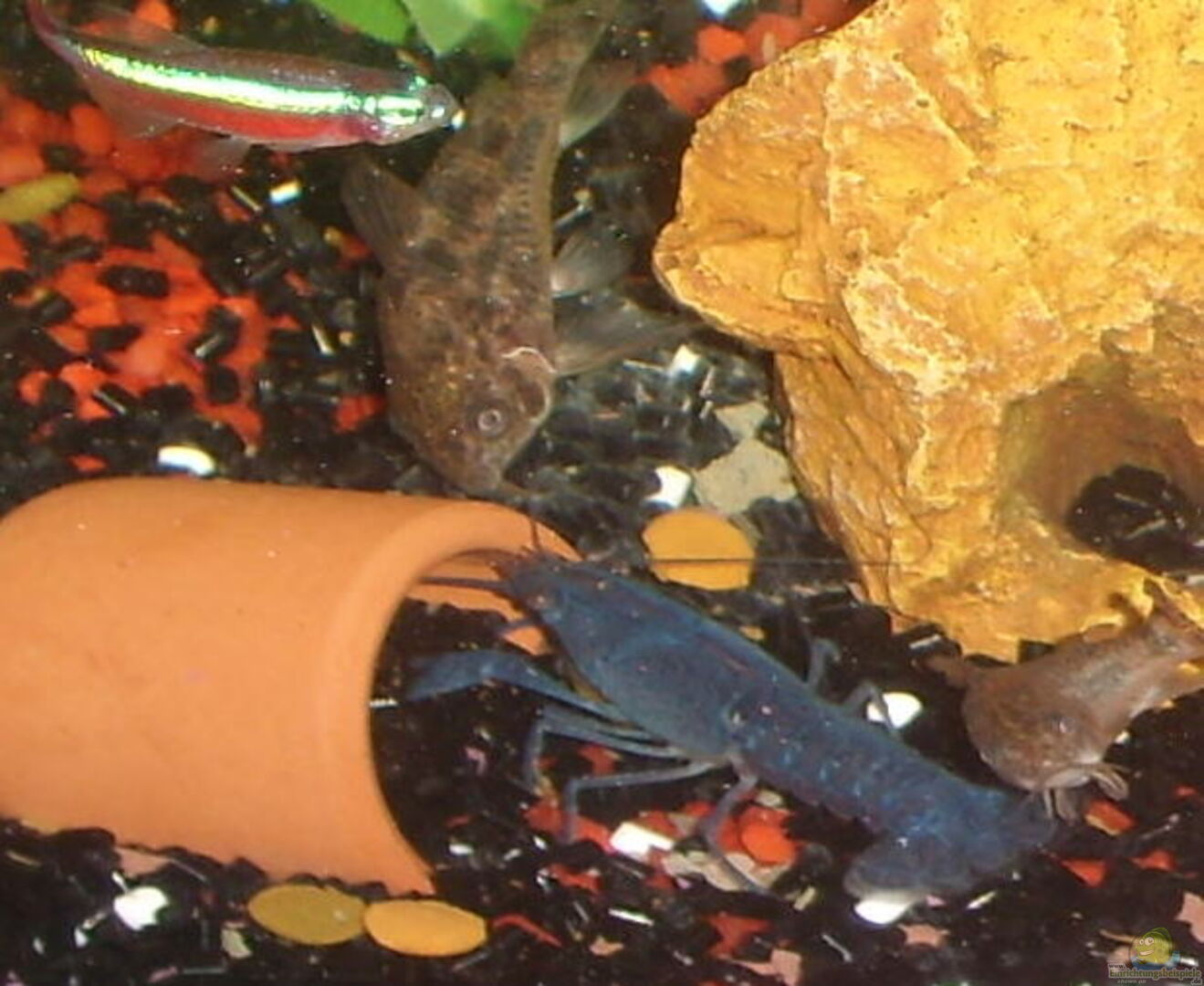 Procambarus alleni - Blauer Floridakrebs: Alle Infos